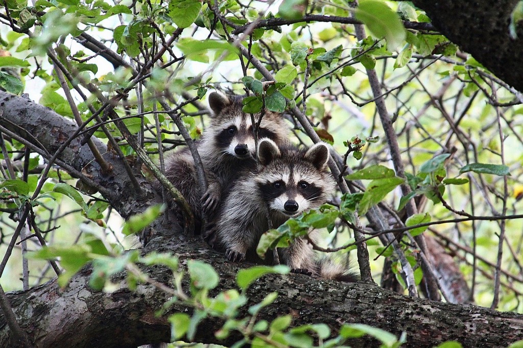 Raccoon Mating Season Is Now