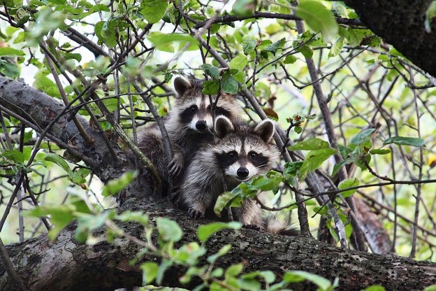 Raccoon Mating Season is Now